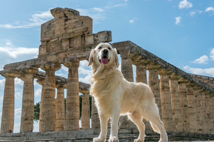 Curiosidades sobre cães: fatos, hábitos e comportamento - Ownat