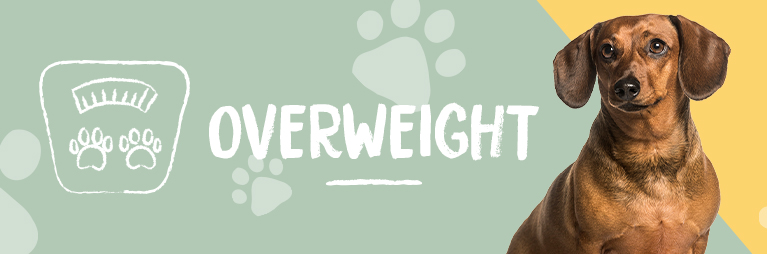 Light food for overweight dogs - Ownat