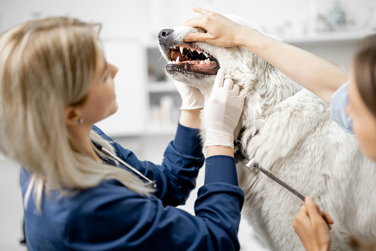 Conseils pour chiens : soins, santé et bien-être canin - Ownat